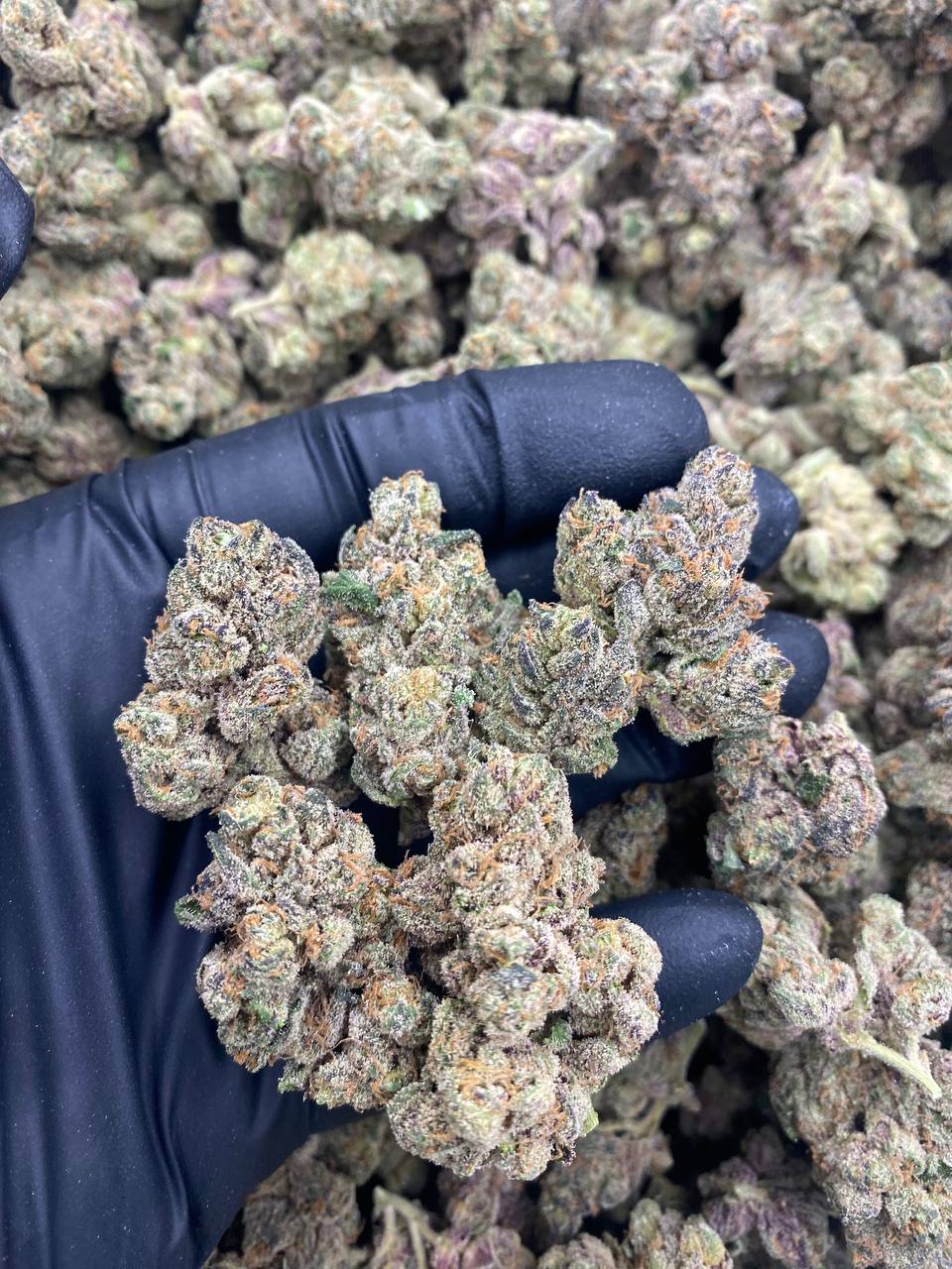 HOOD CANDY